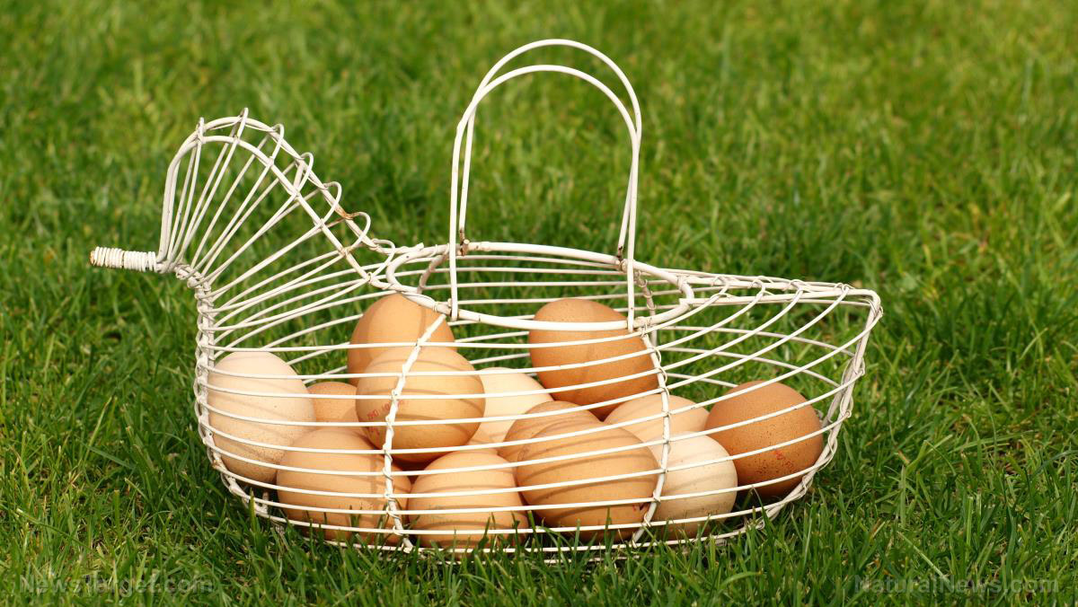 food-supply-101-differences-between-farm-fresh-eggs-and-store-bought