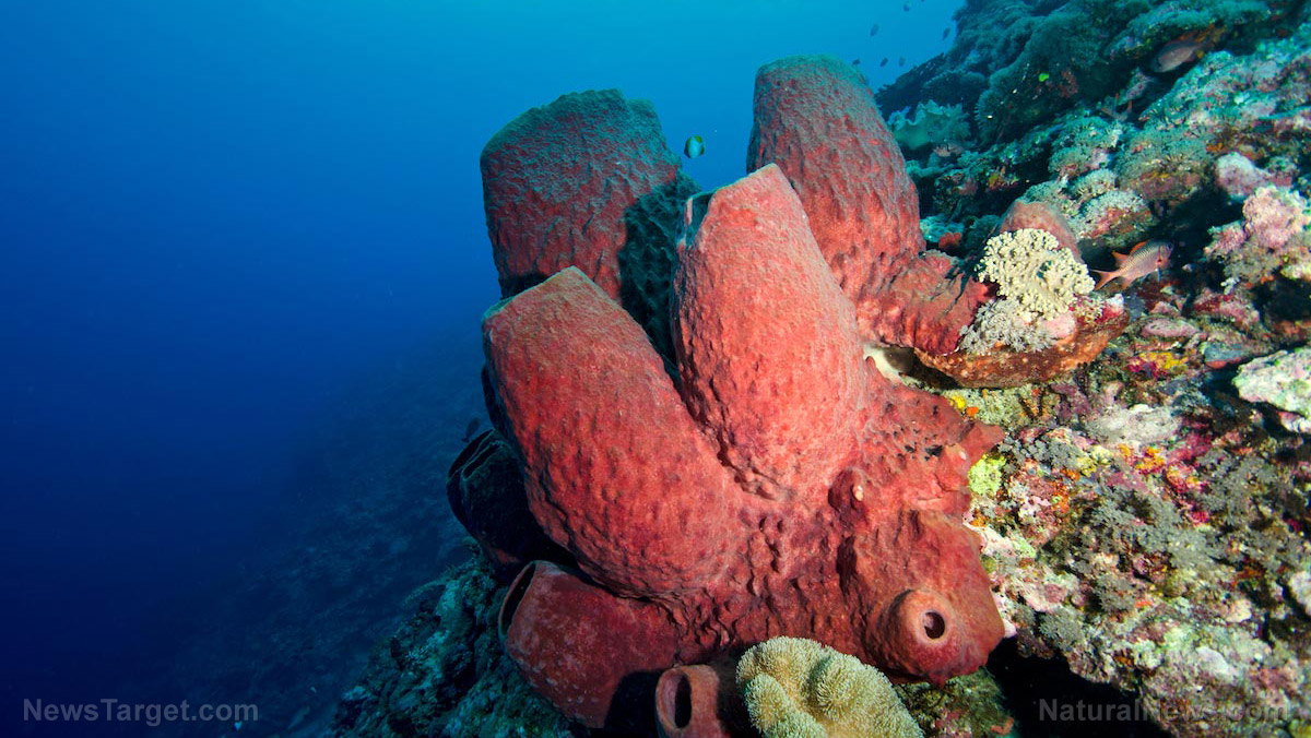 Scientists discover 12 new sponge species that look like polar bears ...