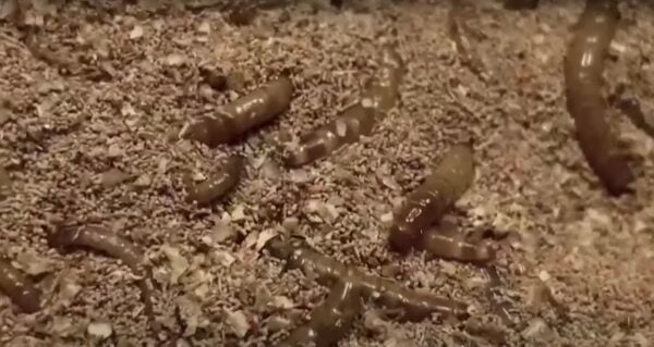 Eat Ze Bugs: Major Meat Producer Tyson Invests in Insect Proteins and ...